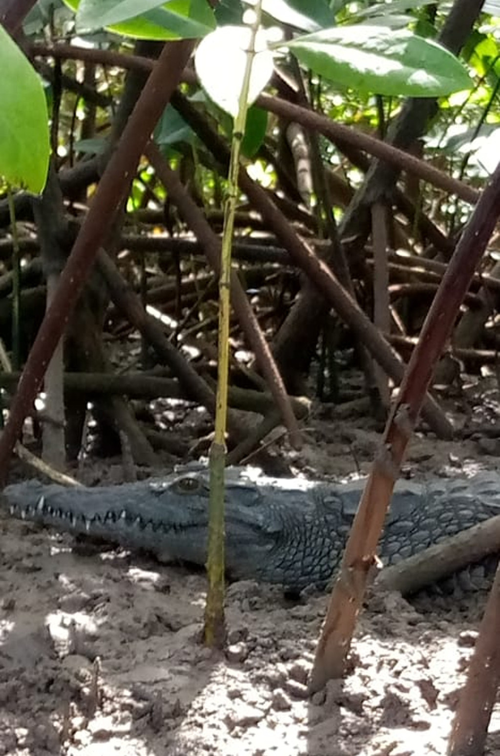 Funzi Island - A Day Trip to Kenya's Best Kept Secret